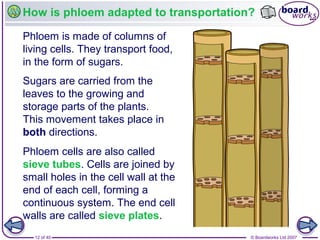 Transport in Plants | PPT