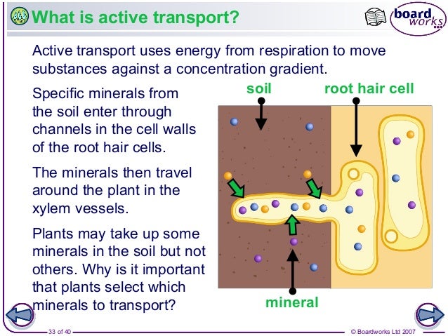 Transport in Plants