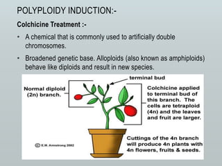 Polyploidy in vegetable crops | PPTX