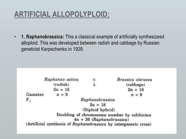 Polyploidy in vegetable crops | PPTX