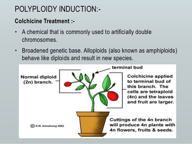 Polyploidy Or How Do We Get Seedless Fruit