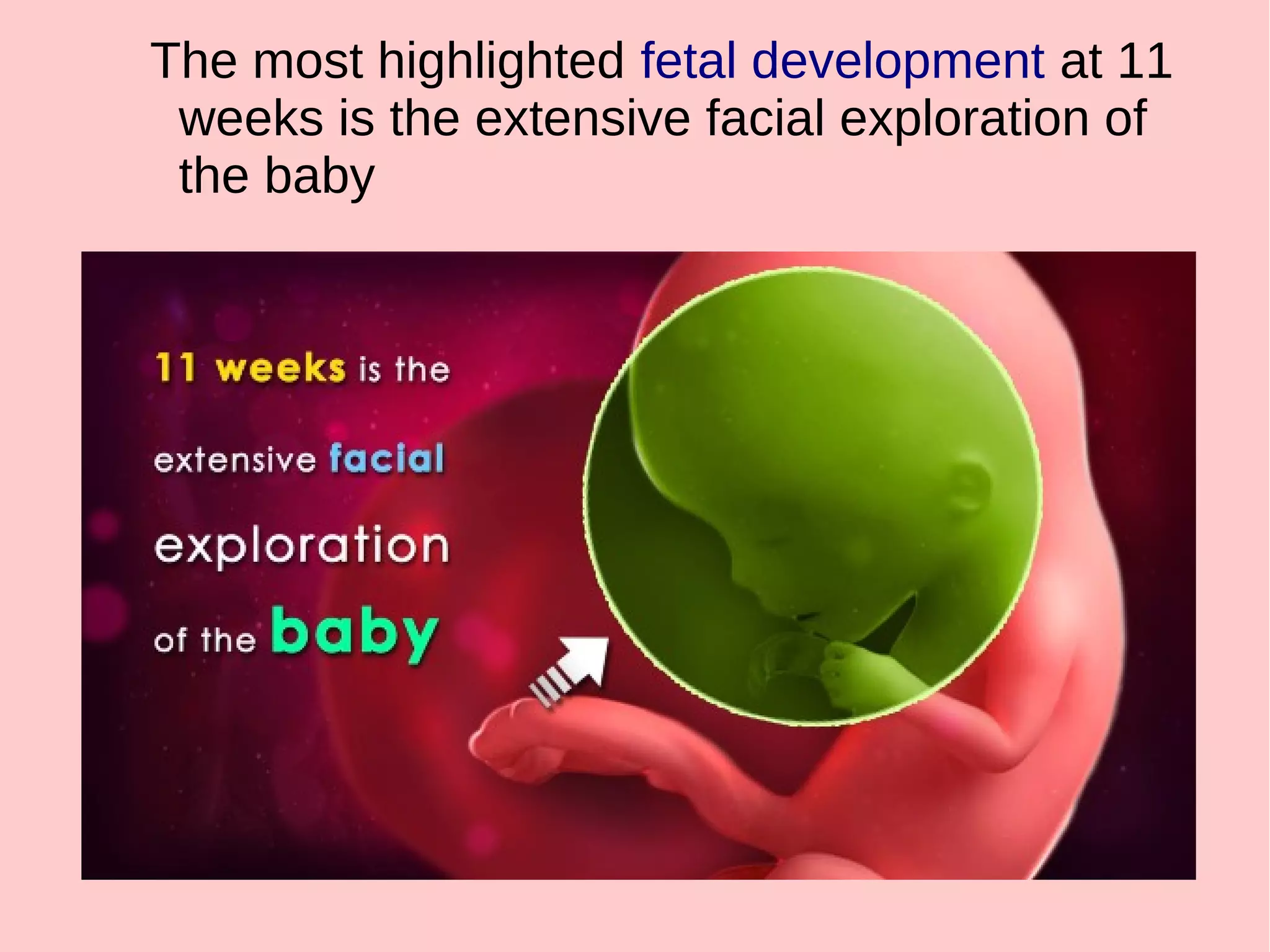 11 Weeks Pregnant: What to Expect | Pregnancy Week By Week | ODP | Pregnancy | Reproductive Health