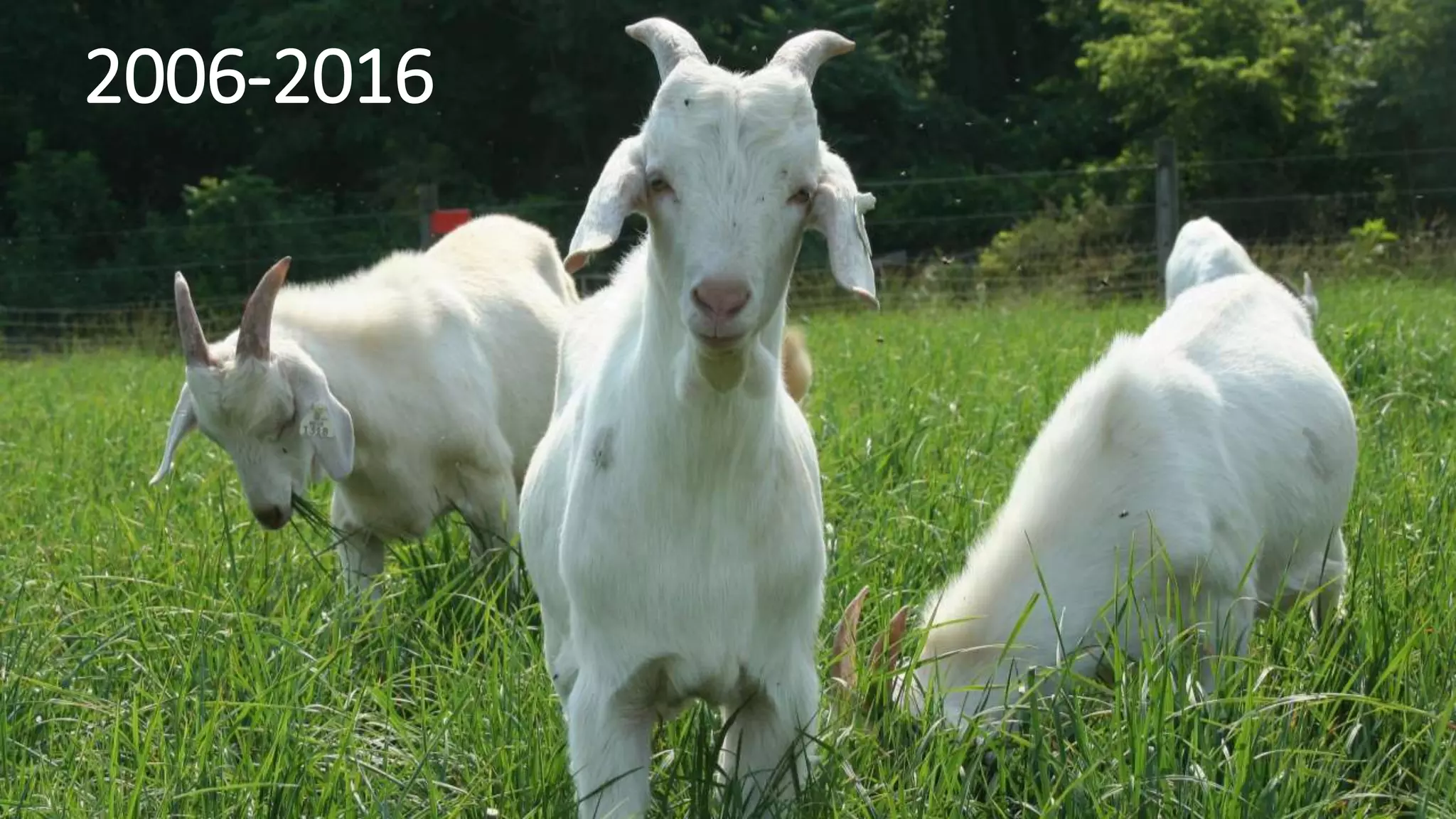 11 Years of WMD Buck Test | PPT