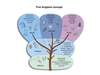 Five Kingdom Concept | PPTX