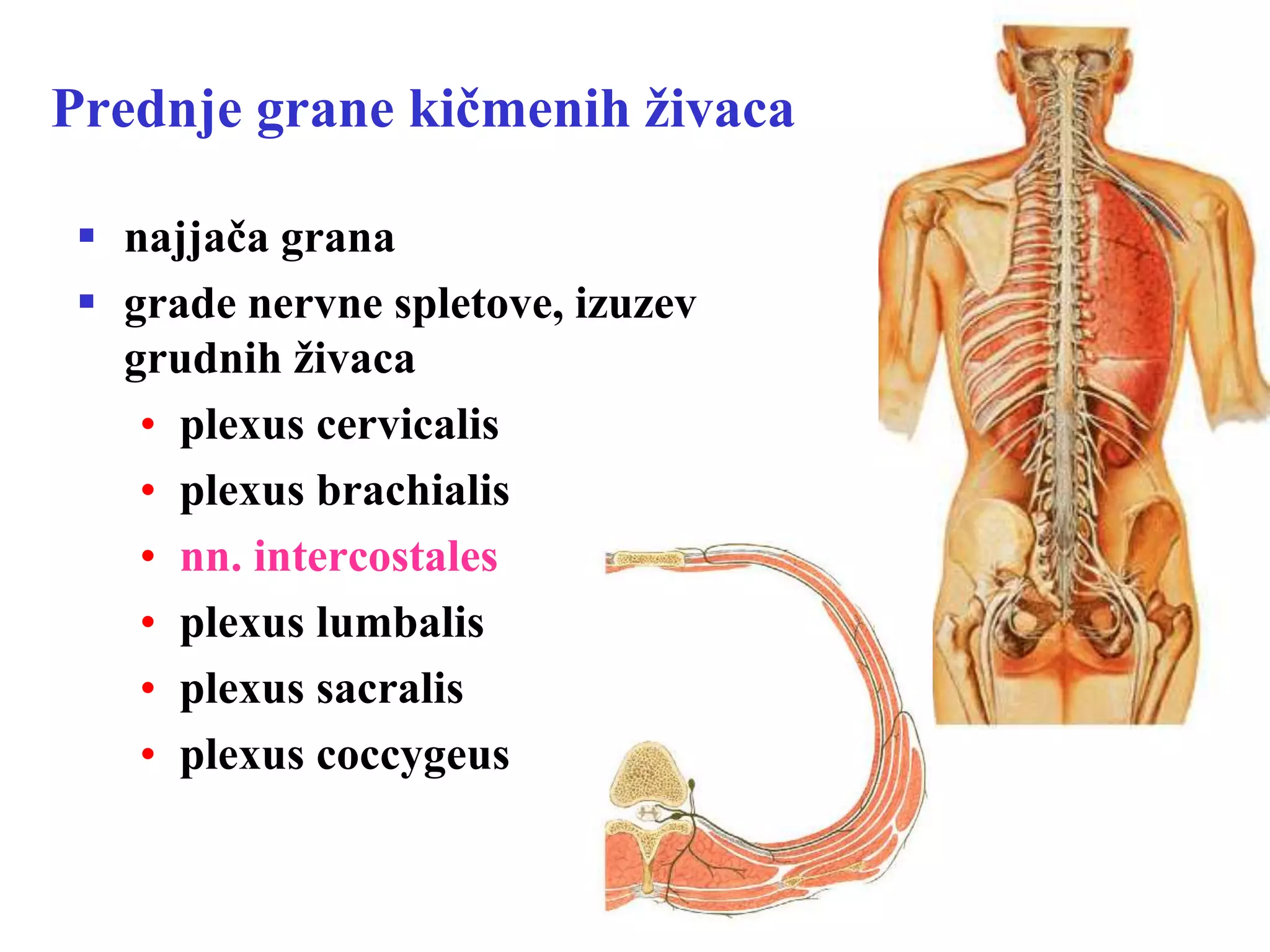 Opšta neurologija | PPT