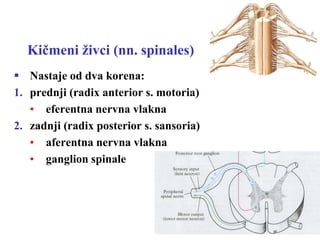 Opšta neurologija | PPT