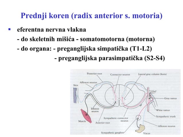 Opšta neurologija | PPT