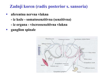 Opšta neurologija | PPT