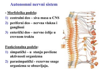 Opšta neurologija | PPT
