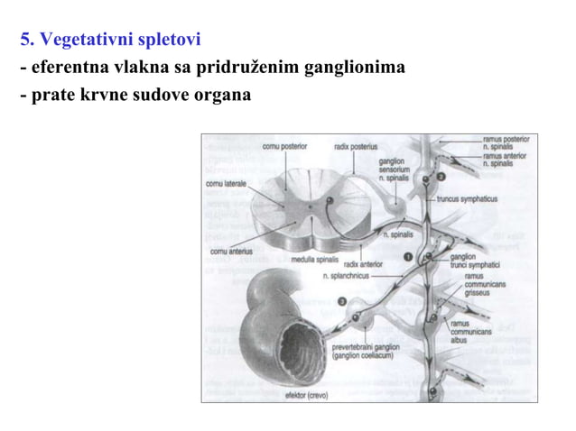 Opšta neurologija | PPT