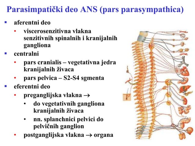 Opšta neurologija | PPT