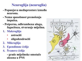 Opšta neurologija | PPT