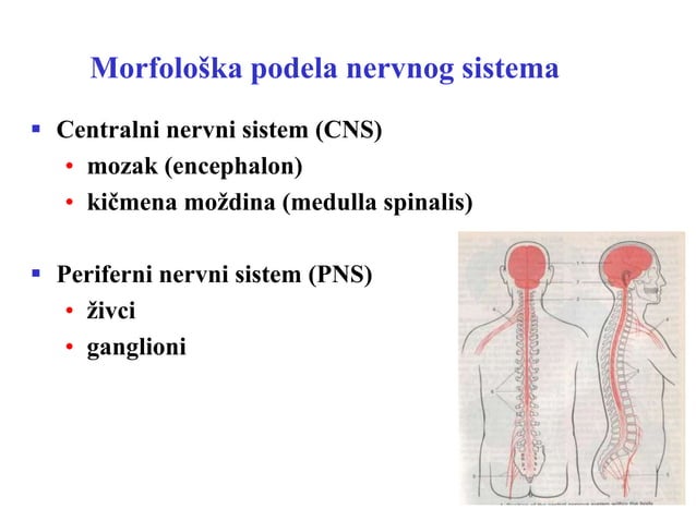 Opšta neurologija | PPT