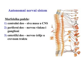 Opsta neurologija | PPT