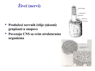 Opsta neurologija | PPT