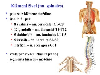 Opsta neurologija | PPT