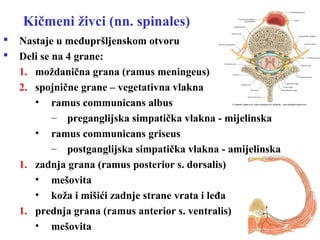 Opsta neurologija | PPT