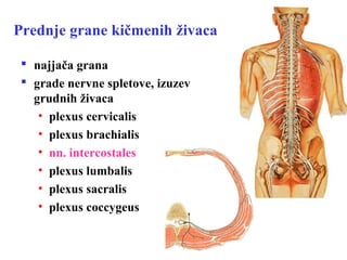 Opsta neurologija | PPT