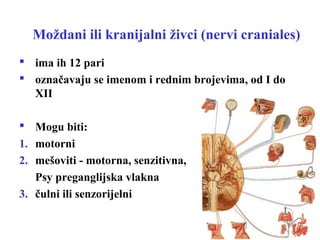 Opsta neurologija | PPT
