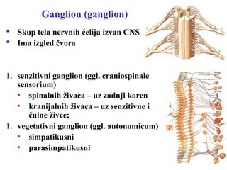 Opsta neurologija | PPT