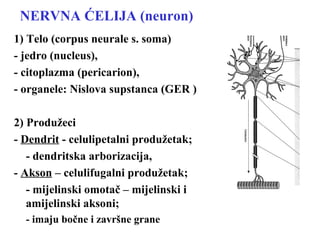 Opsta neurologija | PPT