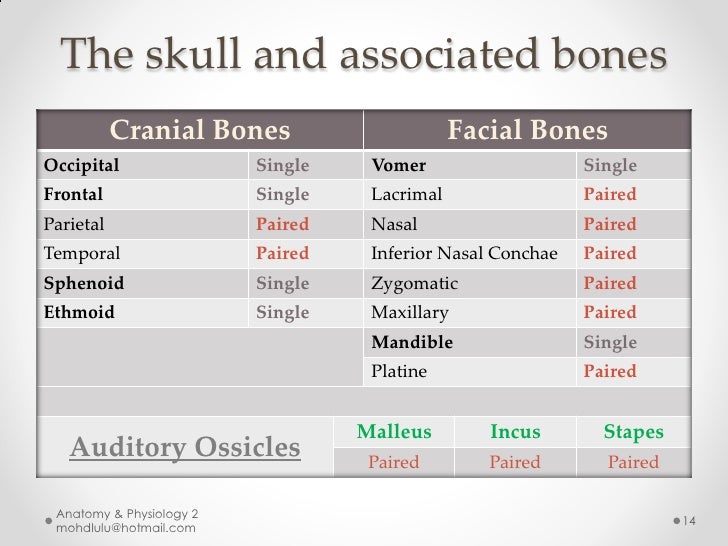 Skeletal System Skeletal System