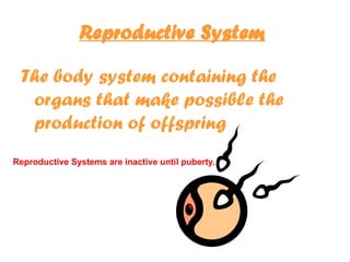 12-13 Female Reproductive System PowerPoint.ppt | Infertility ...