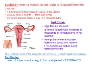 12-13 Female Reproductive System PowerPoint.ppt | Infertility | Reproductive Health