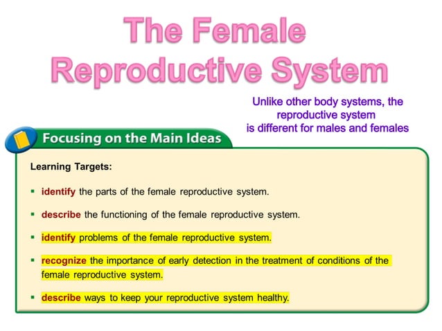 12-13 Female Reproductive System PowerPoint.ppt