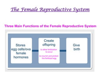 12-13 Female Reproductive System PowerPoint.ppt | Infertility ...