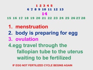 12-13 Female Reproductive System PowerPoint.ppt