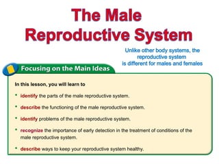 12-13 Male Reproductive system Powerpoint.ppt