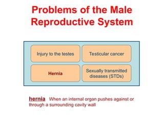 12-13 Male Reproductive system Powerpoint.ppt