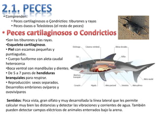 12. Animales vertebrados | PPT