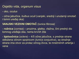 Osjetila čovjeka | PPT