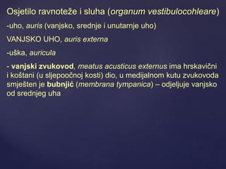 Osjetila čovjeka | PPT