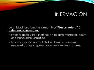 Tejido Muscular | PPTX