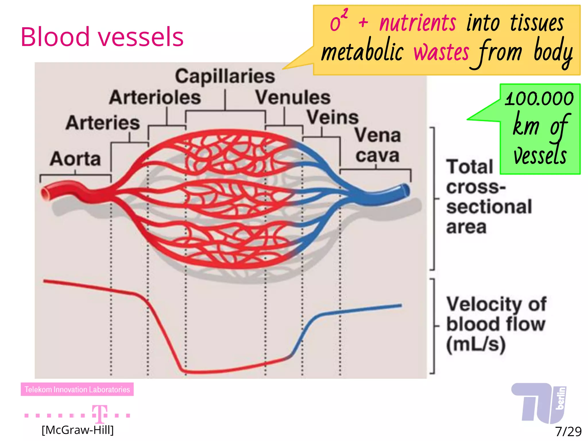 Heart Activity and ECG | PPT