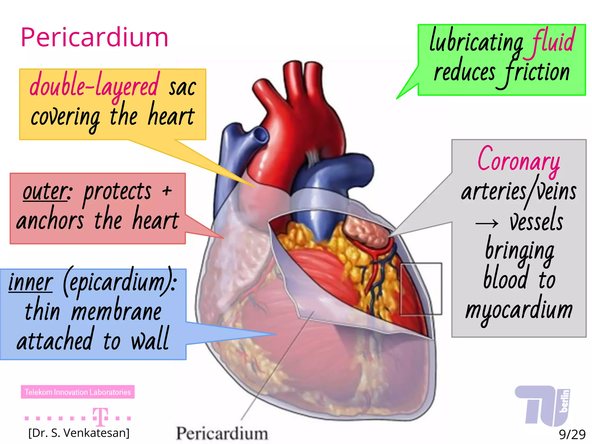Heart Activity and ECG | PPT