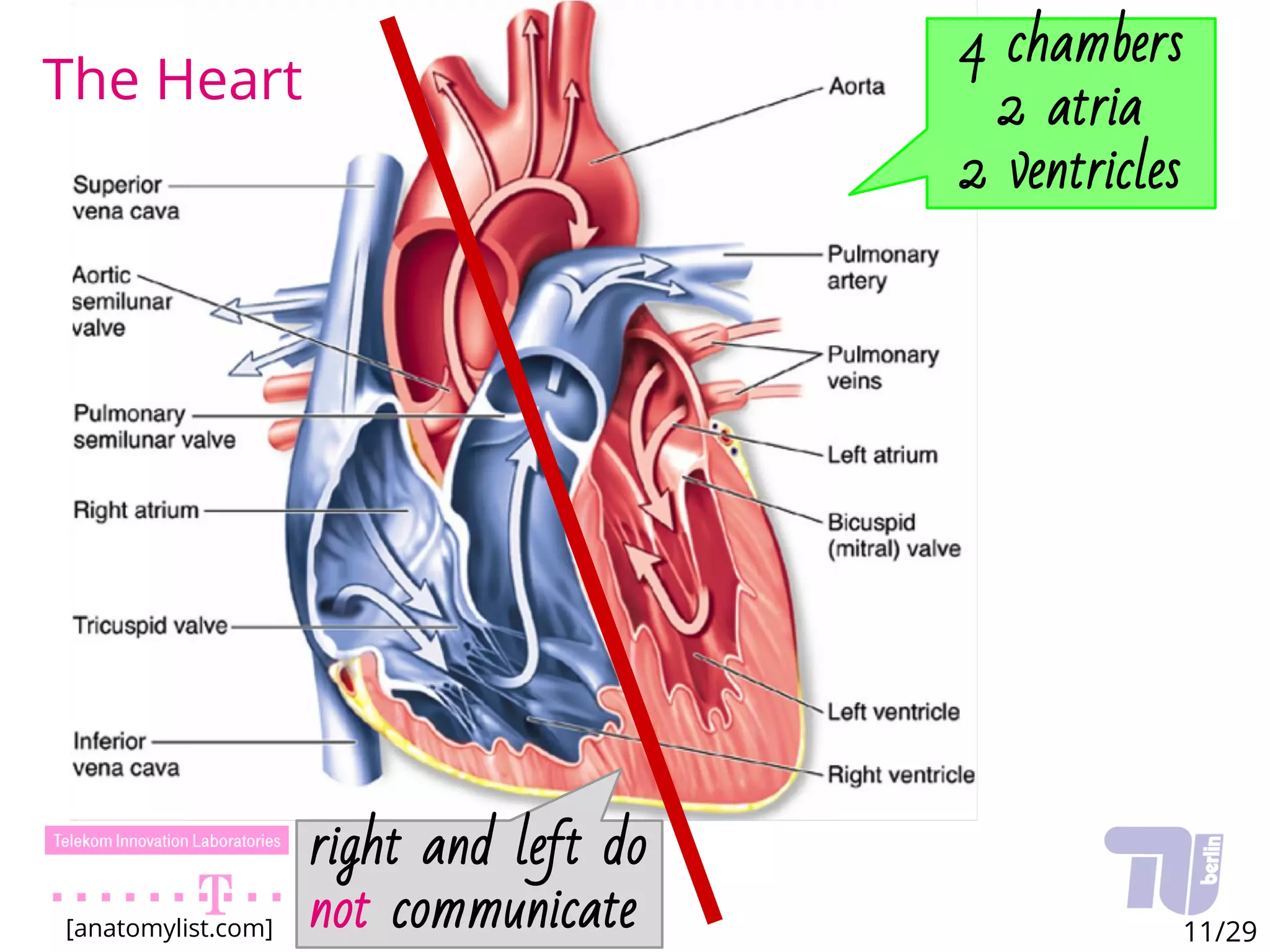 Heart Activity and ECG | PPT