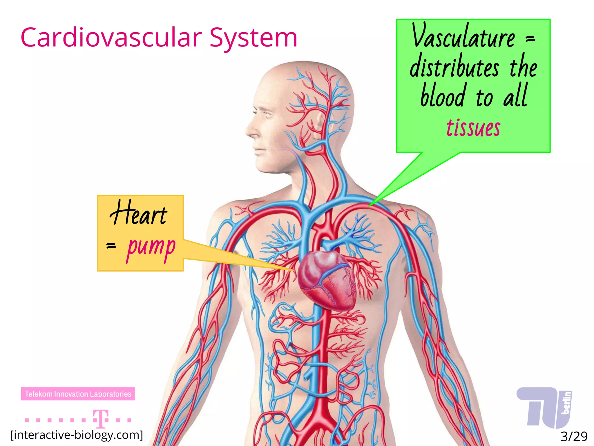 Heart Activity and ECG | PPT
