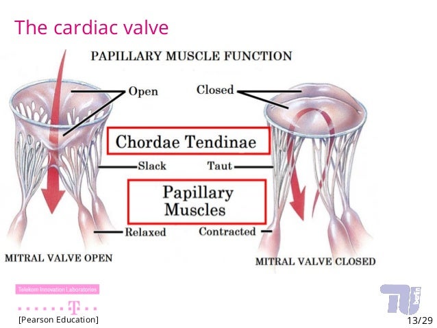 Heart Activity and ECG
