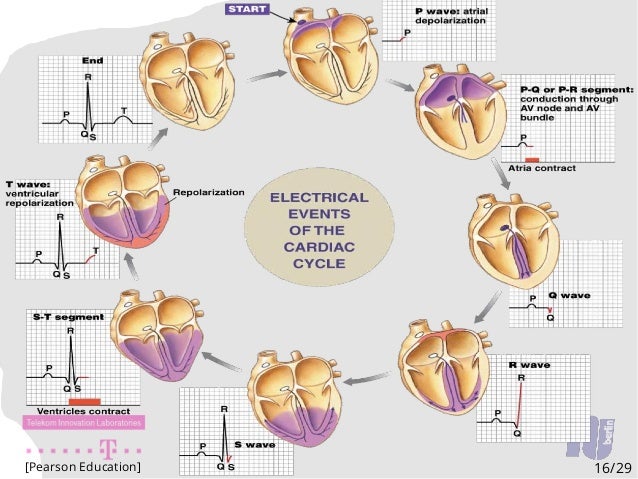 Heart Activity and ECG