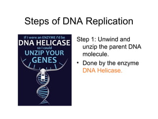 12.2 replication of dna | PPT | Chemistry | Science