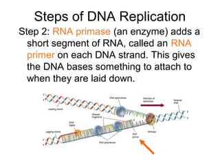 12.2 replication of dna | PPT | Chemistry | Science