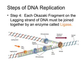 12.2 replication of dna | PPT | Chemistry | Science