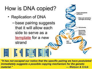 12.2 replication of dna | PPT | Chemistry | Science