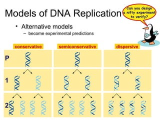 12.2 replication of dna | PPT | Chemistry | Science