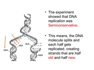 12.2 replication of dna | PPT