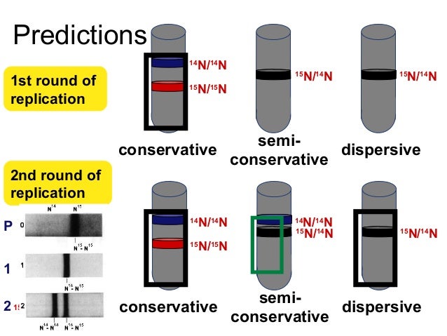 12.2 replication of dna